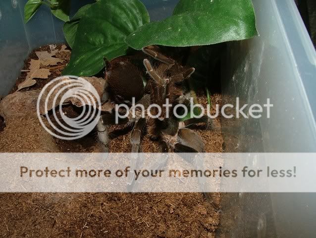 H. gigas | Arachnoboards