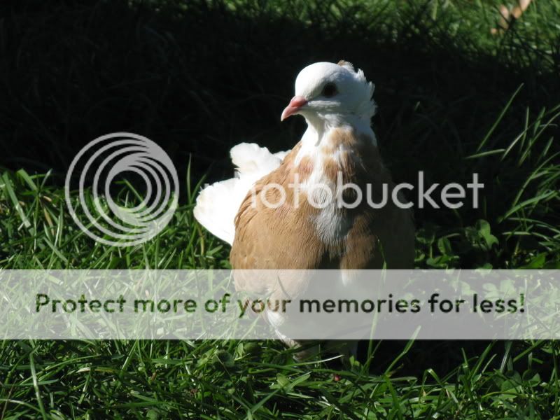 Anyone have any Fantail Mixes? | BackYard Chickens - Learn How to Raise ...