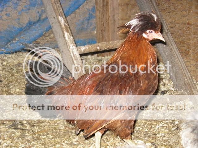 red crested red polish from Ideal | BackYard Chickens - Learn How to ...