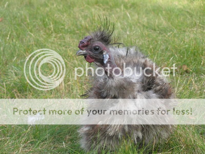 Ugliest chicken contest! | BackYard Chickens - Learn How to Raise Chickens