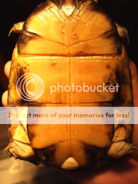 Neglected? African Sideneck - EMERGENCY CARE - Turtle Forum