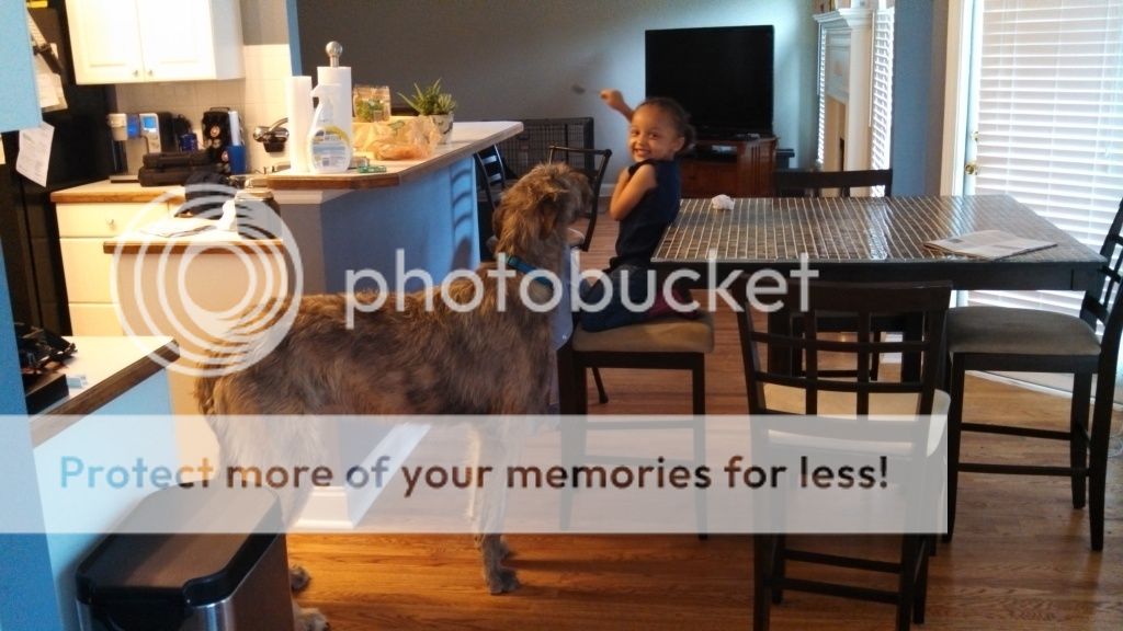 This is what is known as a big damn dog - AR15.COM