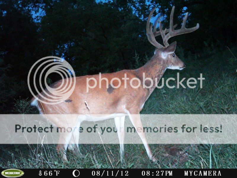 Iowa Scrub bucks... | Archery Talk Forum