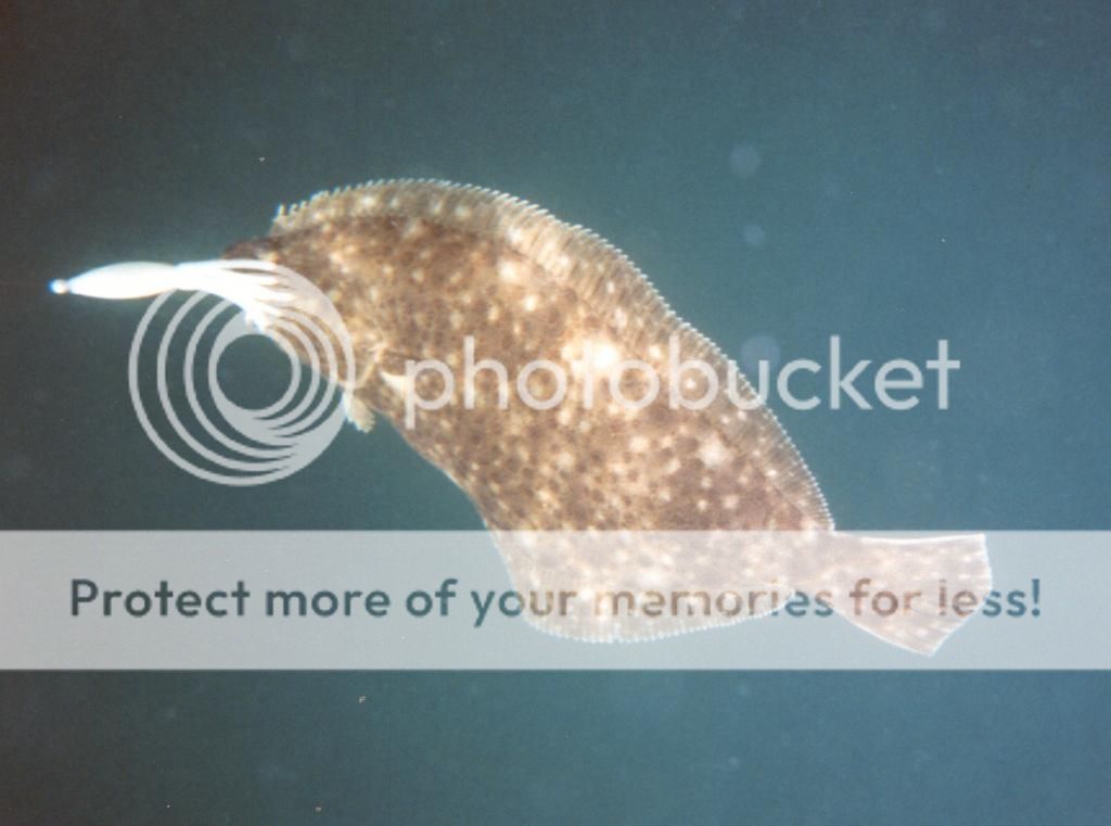 Unusual fluke | BASS BARN