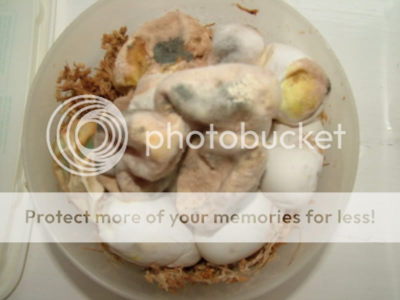 Rotten Eggs! | Reptile Forums