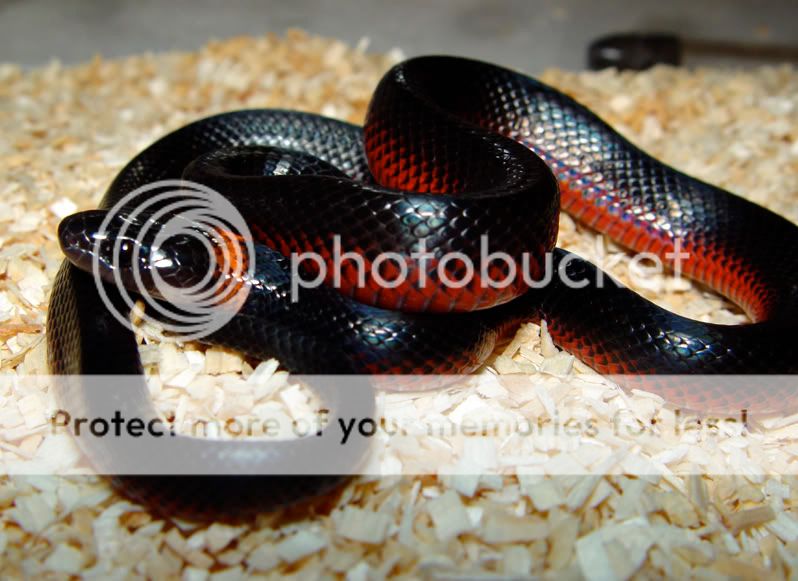 The Mussarana | Reptile Forums