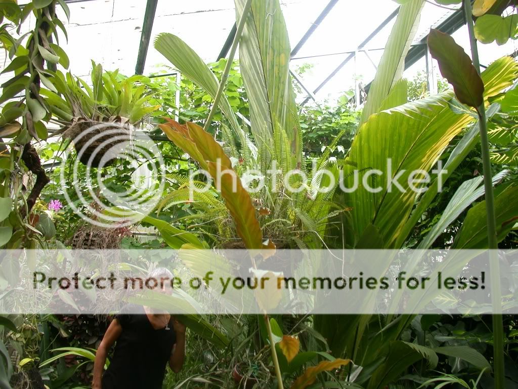 New Photos of some of my palms.... - DISCUSSING PALM TREES WORLDWIDE ...