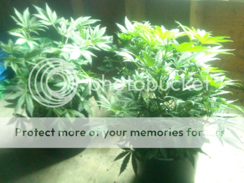 8 weeks into veg | Grasscity Forums - The #1 Marijuana Community Online