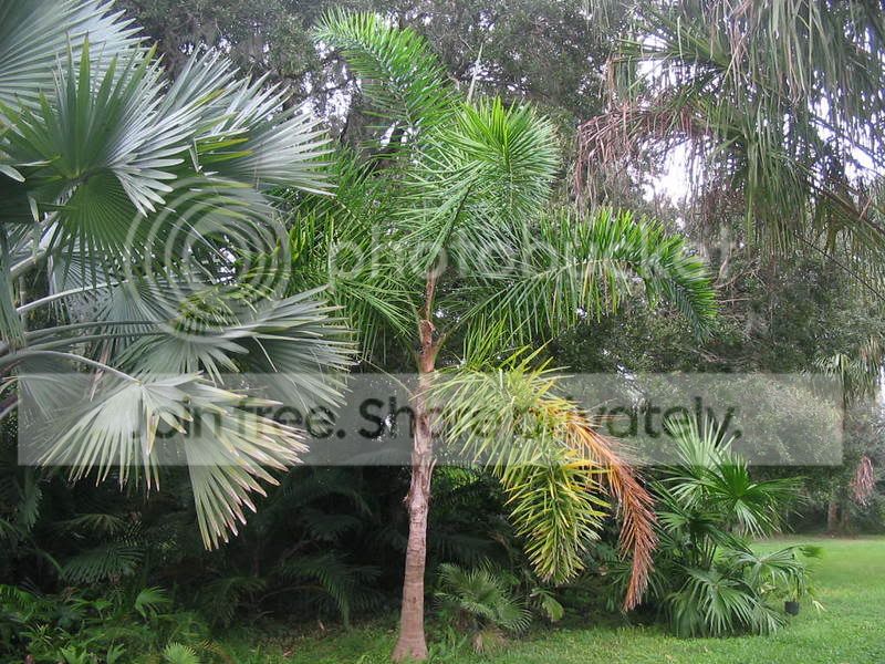 Syagrus sancona - DISCUSSING PALM TREES WORLDWIDE - PalmTalk