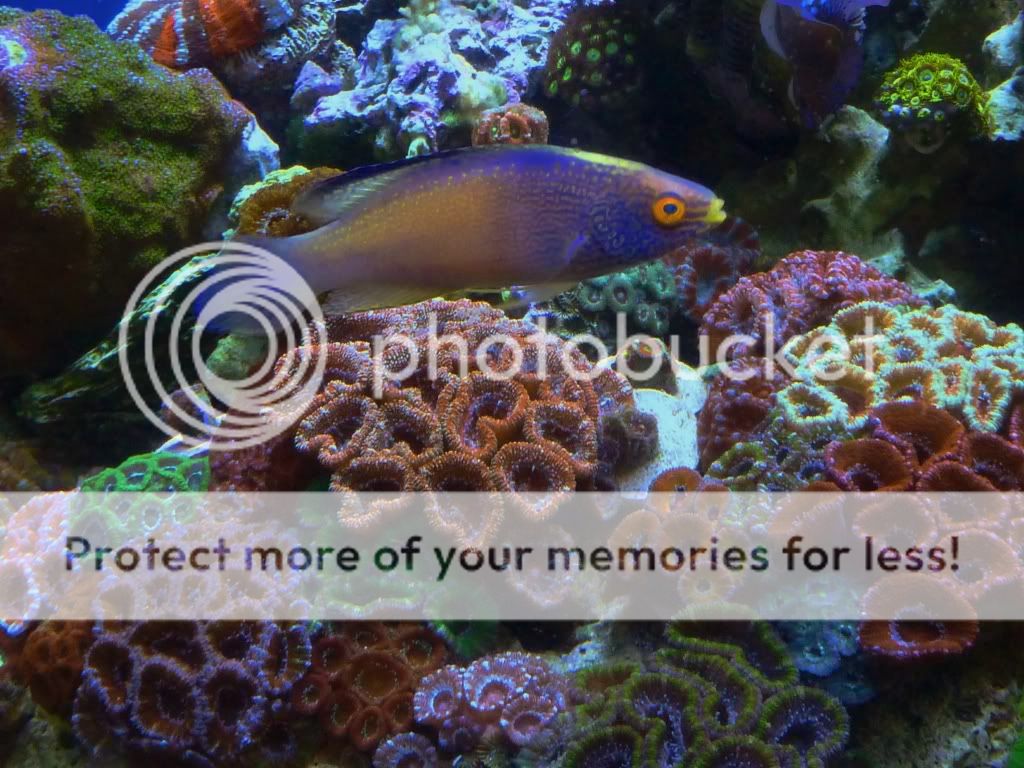 THE ultimate Acan/Micro collector's rock | Reef2Reef