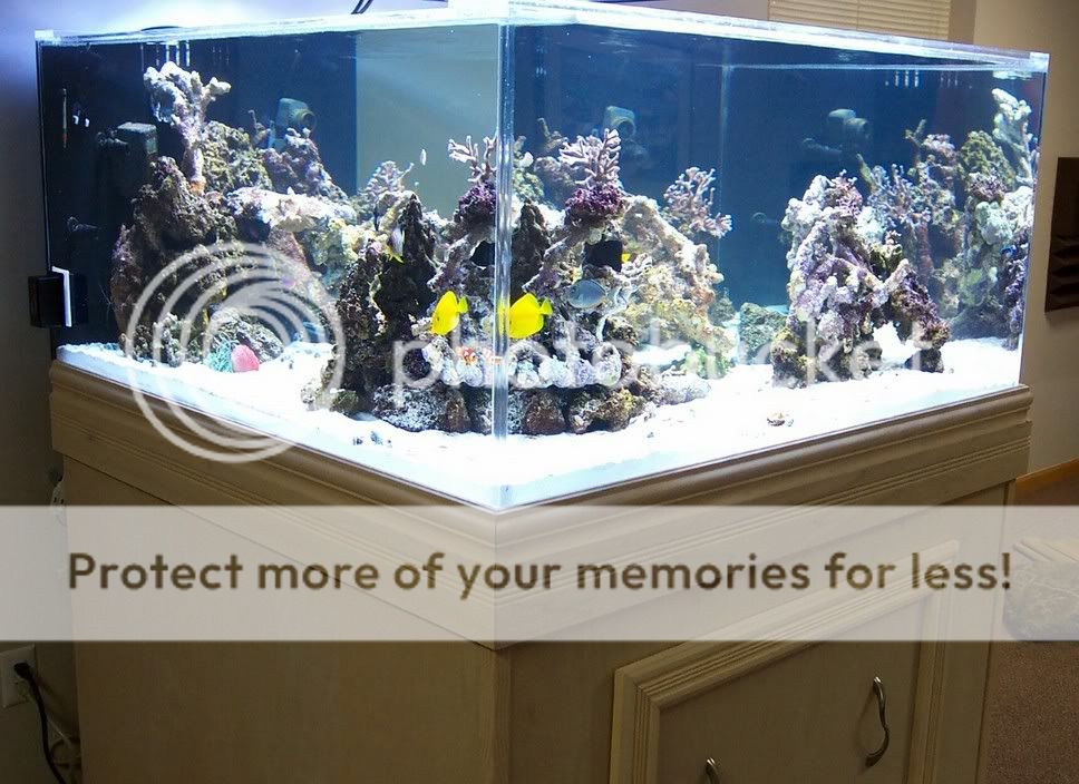 260g Cube tank 4x4x2 set up has to go! | Michigan Reefers