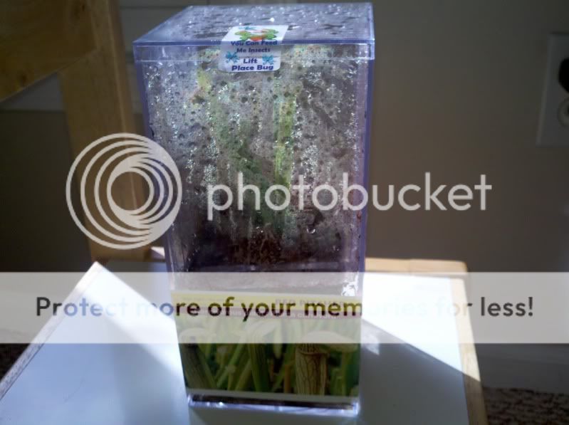 Pitcher Plant from Lowe's. Advice Needed Please! - FlyTrapCare Forums