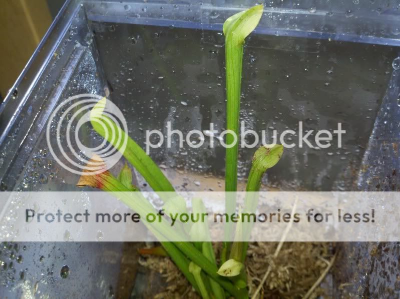 Pitcher Plant from Lowe's. Advice Needed Please! - FlyTrapCare Forums