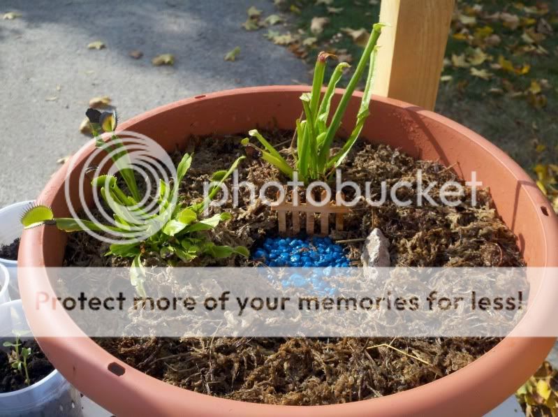 Pitcher Plant from Lowe's. Advice Needed Please! - FlyTrapCare Forums