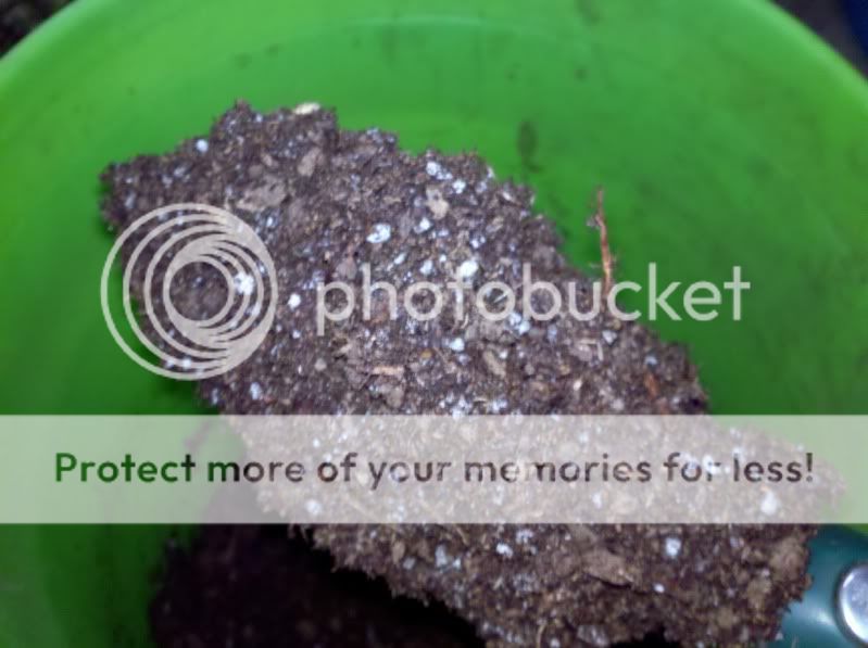 My new Setup ("Mini Bog") - FlyTrapCare Forums