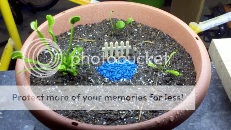 My new Setup ("Mini Bog") - FlyTrapCare Forums