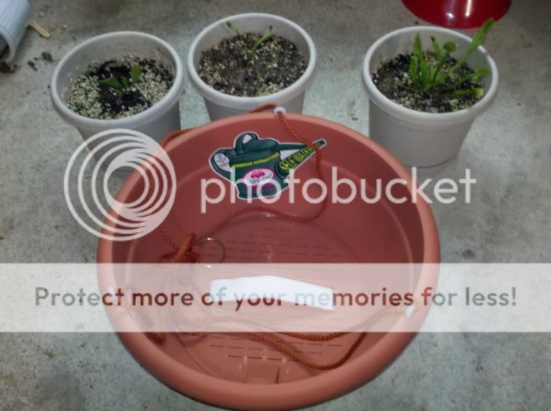 My new Setup ("Mini Bog") - FlyTrapCare Forums