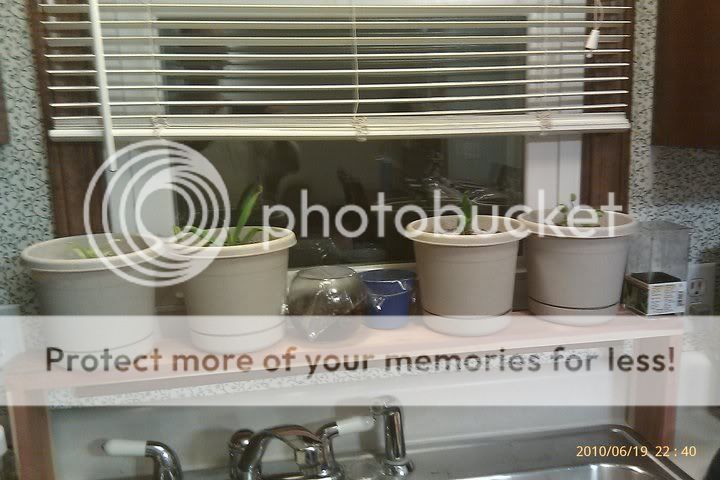 New Purple Pitcher Help - FlyTrapCare Forums