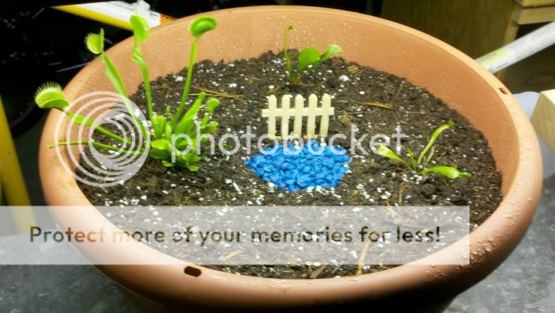 My new Setup ("Mini Bog") - FlyTrapCare Forums