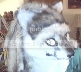 Another newbie shows her furry face...: fursuit — LiveJournal