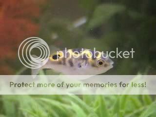 Anyone Have A Full Grown Figure 8 Pic? - Page 2 - The Puffer Forum