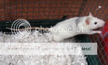 Foster Rat Girls | Reptile Forums