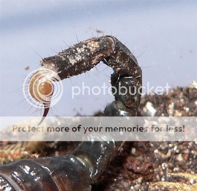 P. imperator - Mycosis? | Arachnoboards