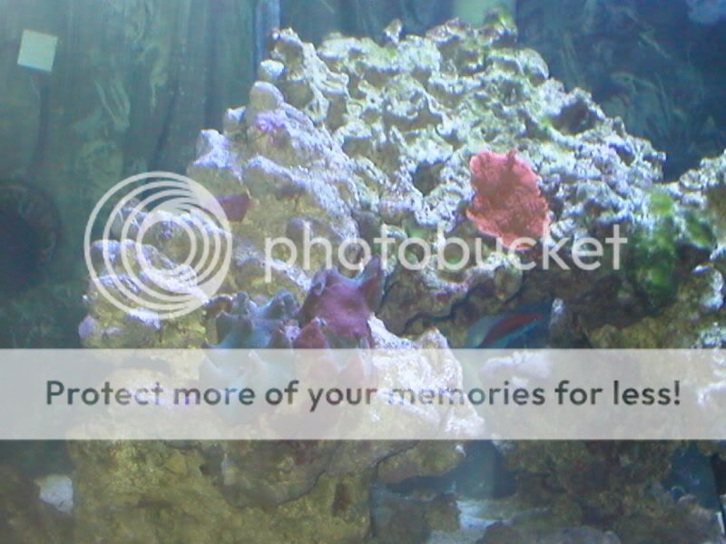 Any Soft Coral and LPS dominated tanks out here? - Reef Central Online ...