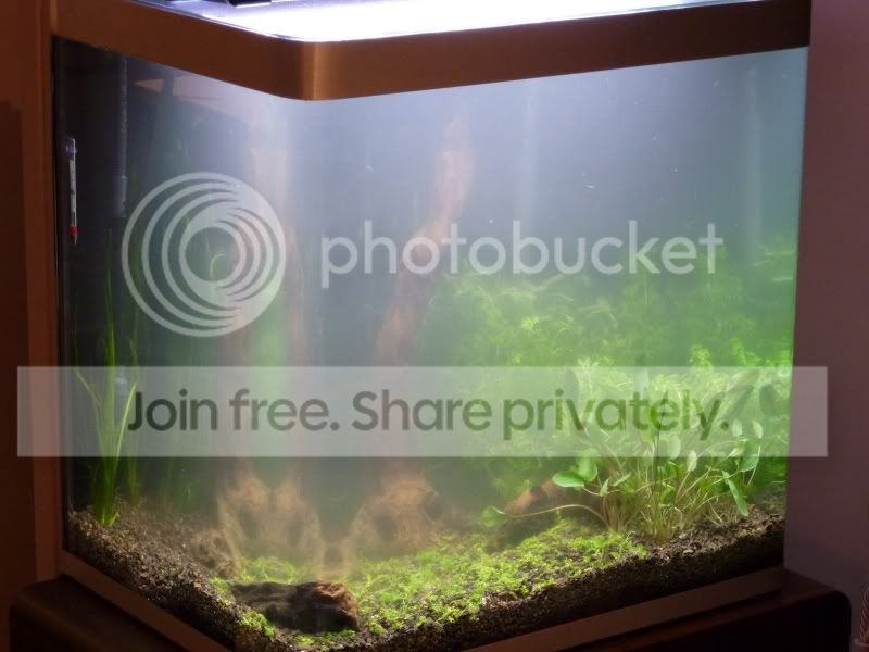 Osaka155 - new fish update 10/11/09 (56k alert!) | The Planted Tank Forum