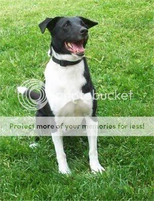 Is he a Feist mix? | Homesteading Forum