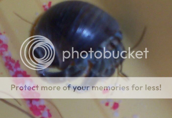 Tiki the Wonder Crab