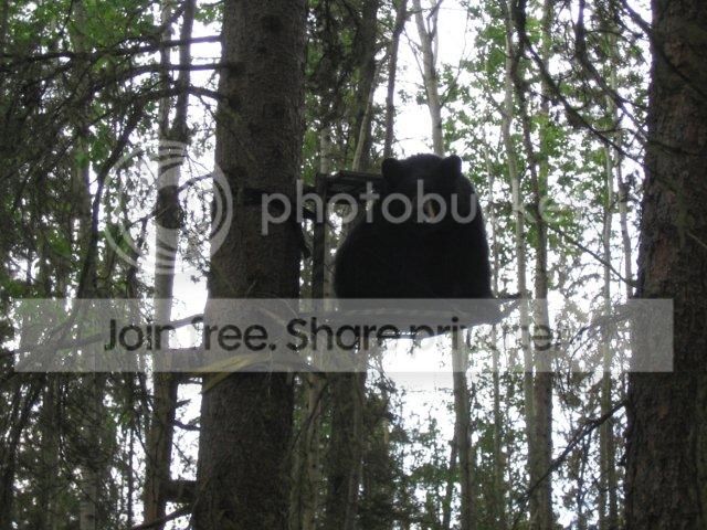 Bear Hunting Treestand | Archery Talk Forum