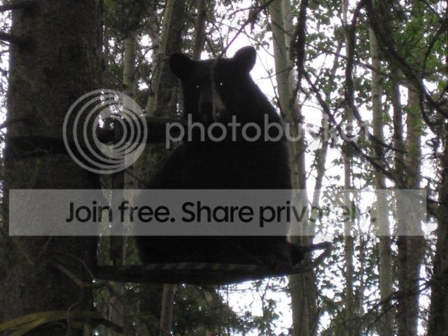 Bear Hunting Treestand | Archery Talk Forum