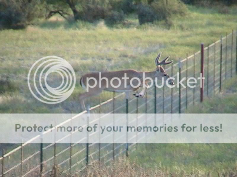 high fences better for wildlife? | Page 8 | Archery Talk Forum