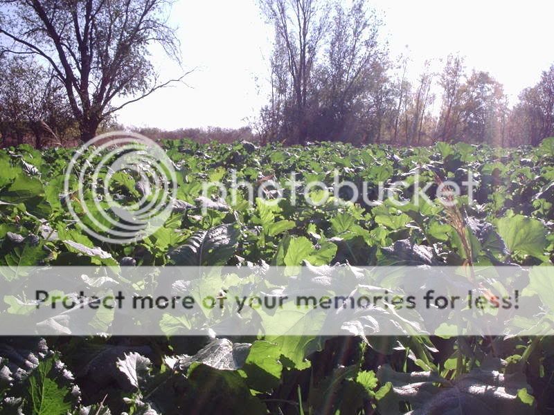 tecomate seed products | Archery Talk Forum