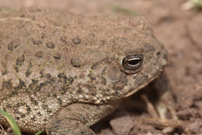 Houston to Oklahoma to West Texas and back. - Field Herp Forum