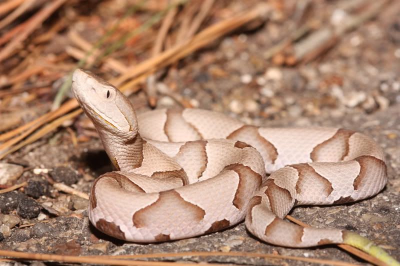 A few herps from the Houston area - Field Herp Forum