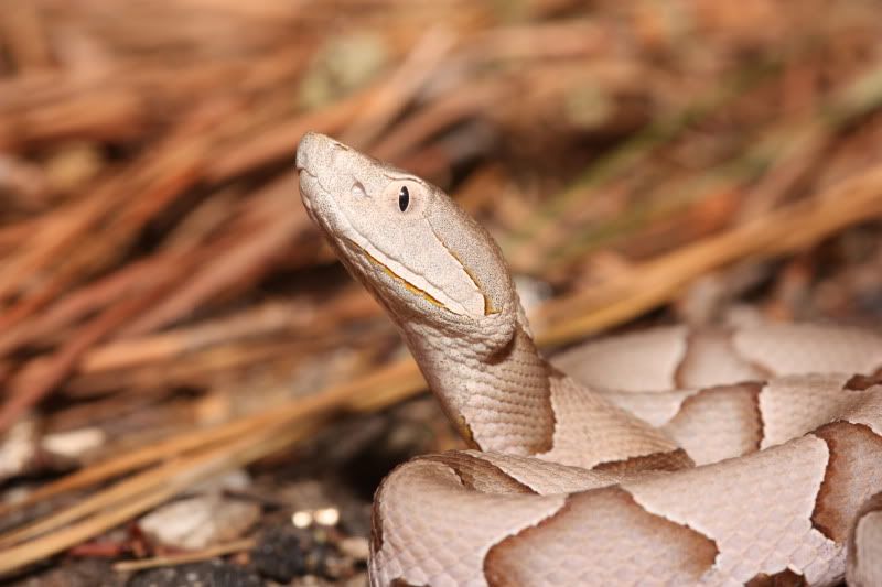 A few herps from the Houston area - Field Herp Forum