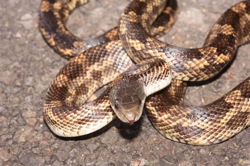 A few herps from the Houston area - Field Herp Forum