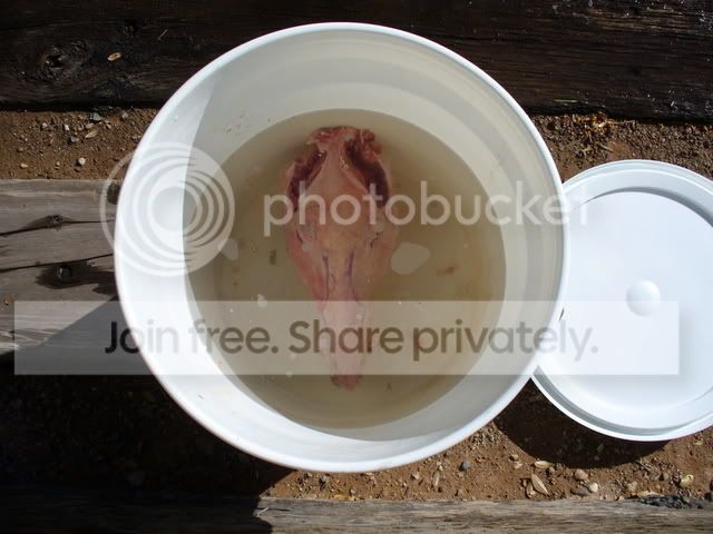 Cleaning Skulls with Maceration | Arizona Hunting Forums