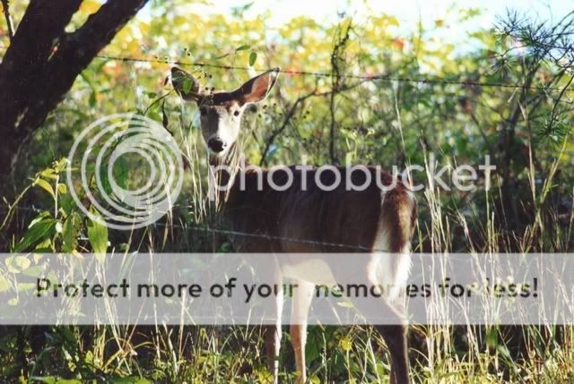 Bored lets look at some pics! | Page 3 | Rimfire Central Firearm Forum