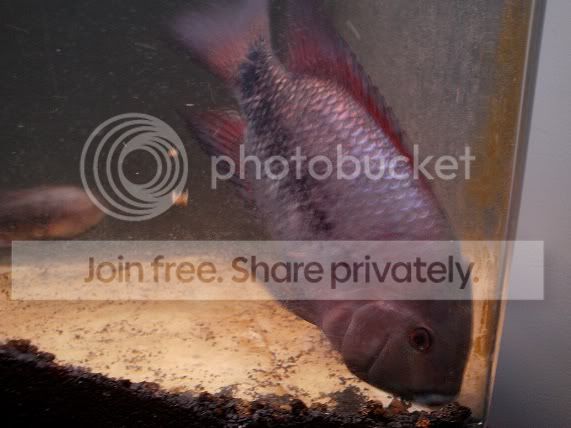 Paratheraps/Vieja Photo Thread | MonsterFishKeepers.com