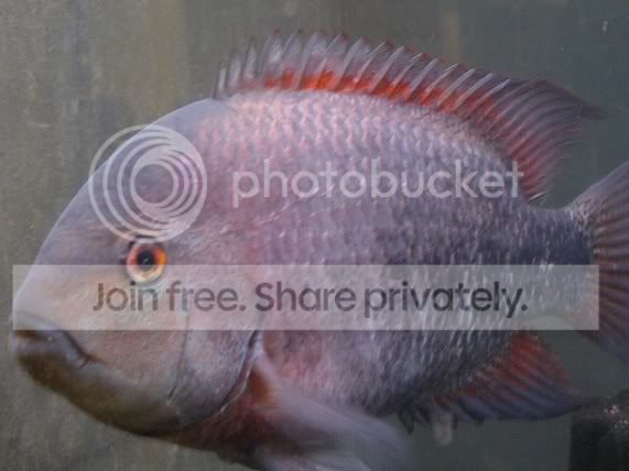 Paratheraps/Vieja Photo Thread | MonsterFishKeepers.com