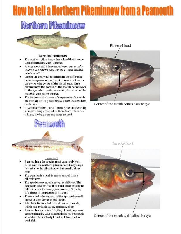 Peamouth or Pikeminnow? | IFish Fishing Forum