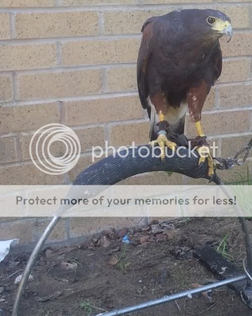 NW England - harris hawk female and tackle | Reptile Forums