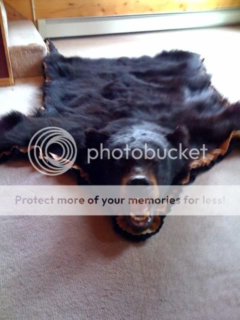 Bear skin rugs - TexasBowhunter.com Community Discussion Forums