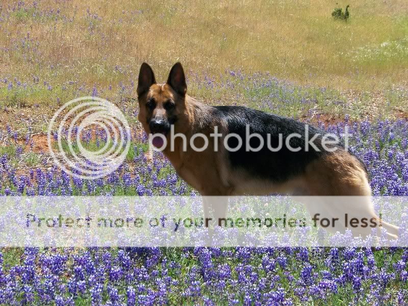 Roachback? | German Shepherds Forum