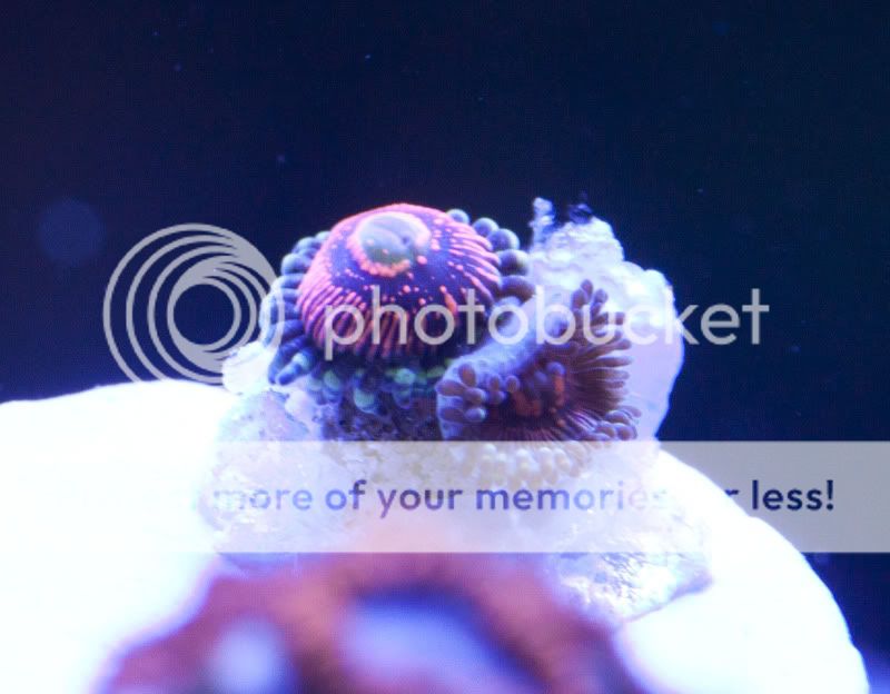 Darth Maul, RH, JF Pirate's Blood, God of War, Rasta, Viper zoa pack ...