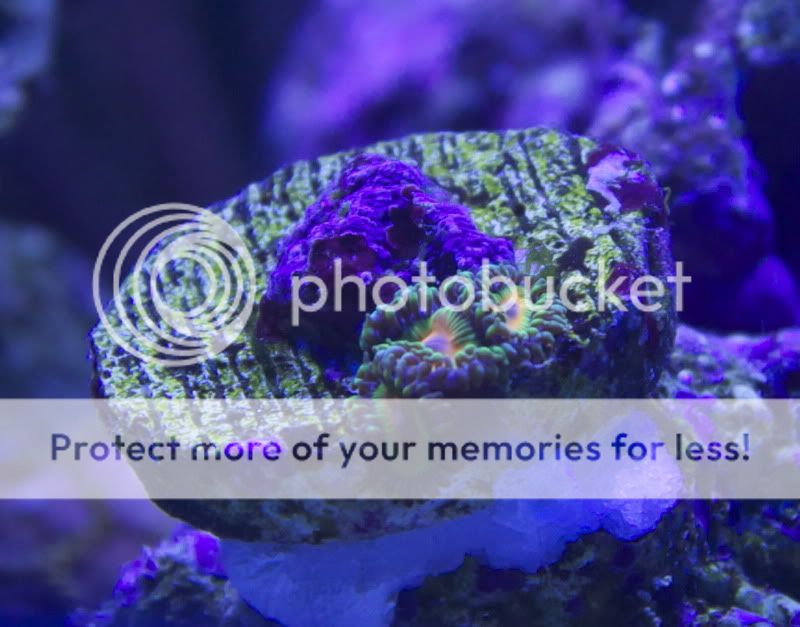 Darth Maul, RH, JF Pirate's Blood, God of War, Rasta, Viper zoa pack ...