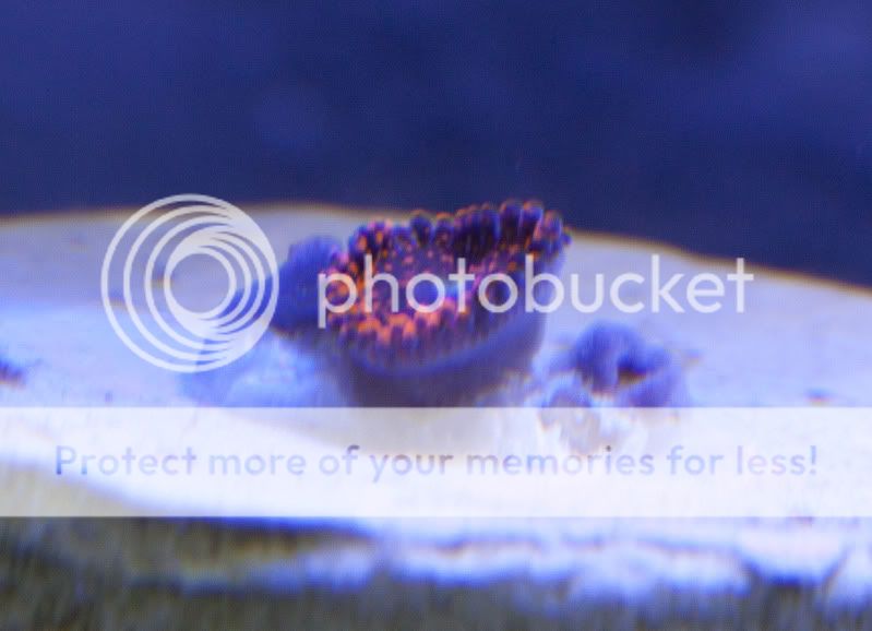 Darth Maul, RH, JF Pirate's Blood, God of War, Rasta, Viper zoa pack ...